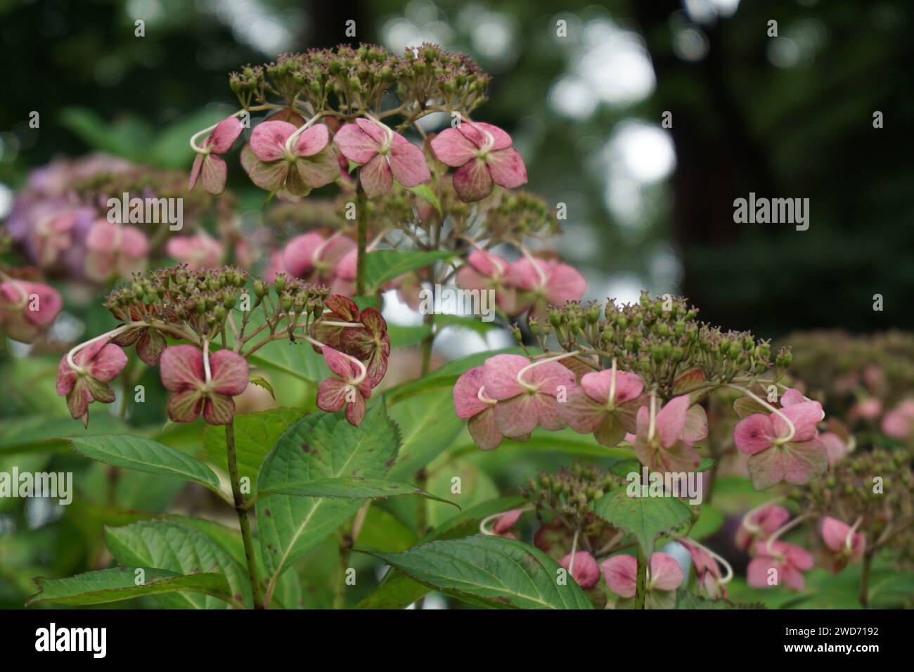 Lovely pastel hi-res stock photography and images - Alamy