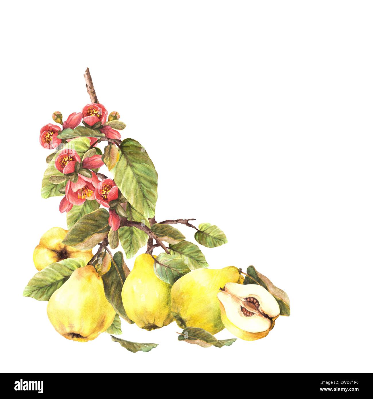 Hand painted watercolor yellow quince whole fruits with flowers, buds ...