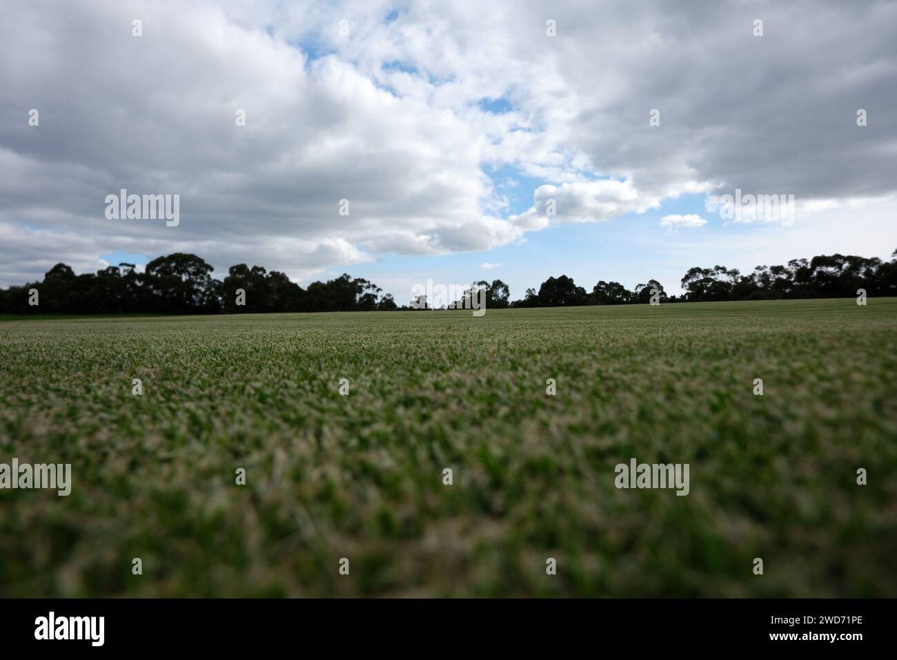 Grassy field from low down, showing clouds and trees Stock Photo - Alamy