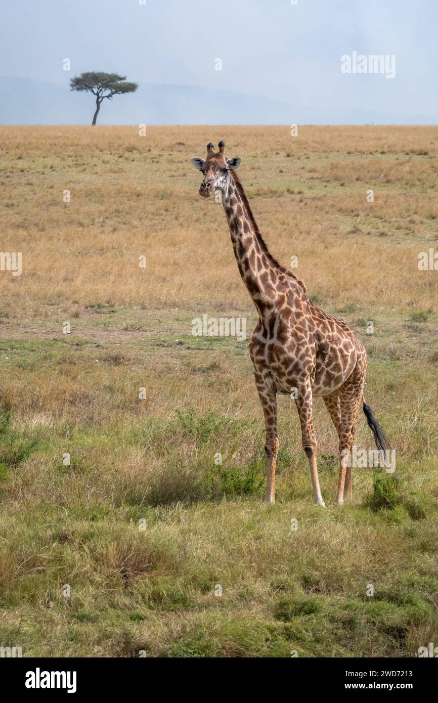 Giraffe scenic view hi-res stock photography and images - Alamy