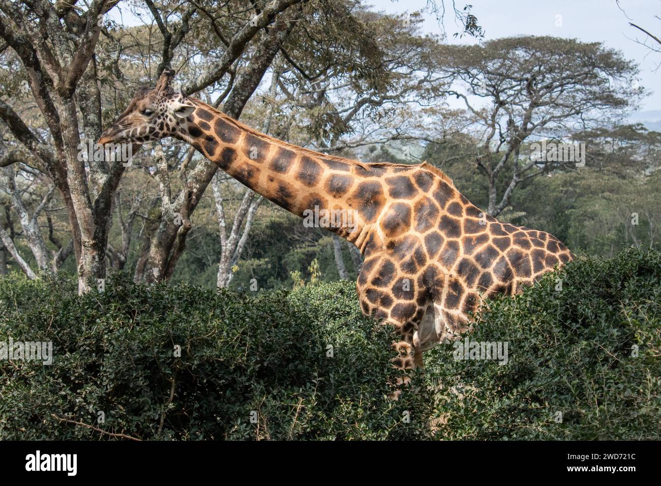Giraffe scenic view hi-res stock photography and images - Alamy