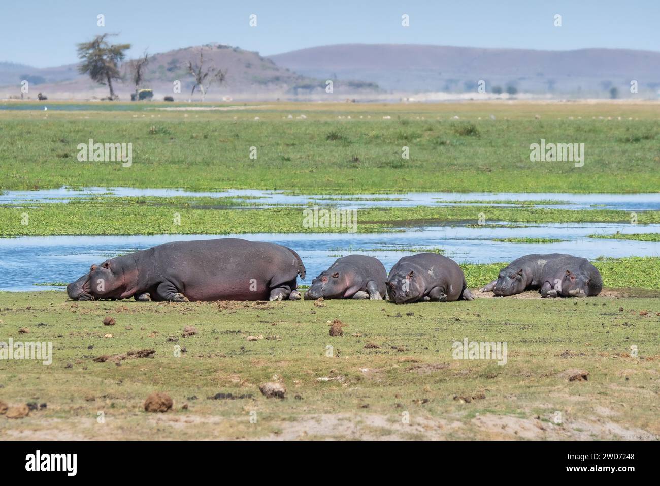 A scenic view of hippos in safari in Kenya Stock Photo - Alamy
