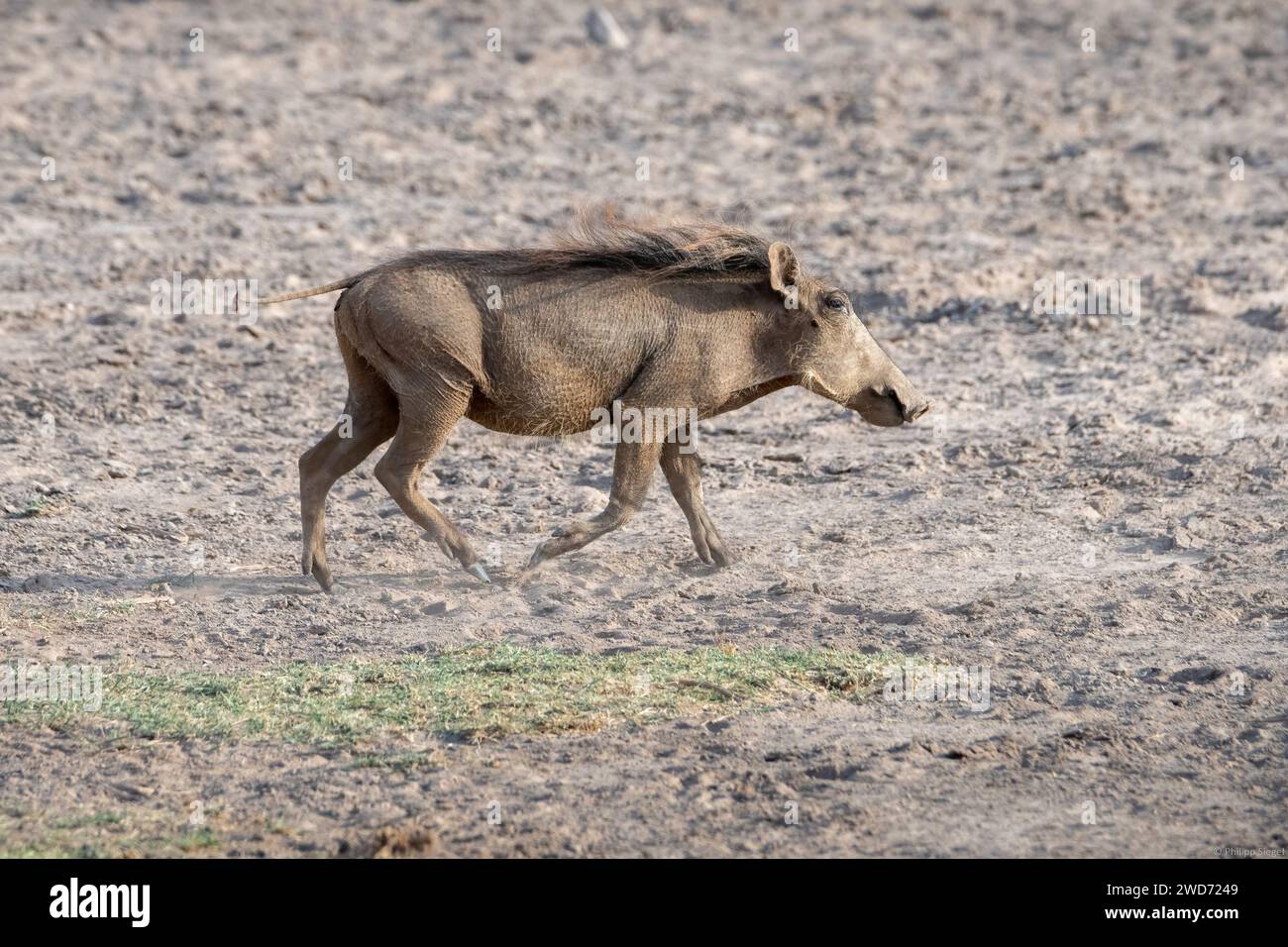 A scenic view of a warthog running around in safari Kenya Stock Photo ...