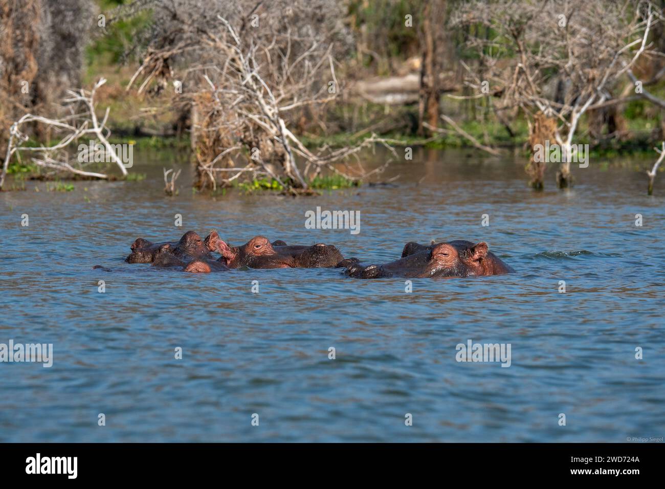 A scenic view of hippos in safari in Kenya Stock Photo - Alamy