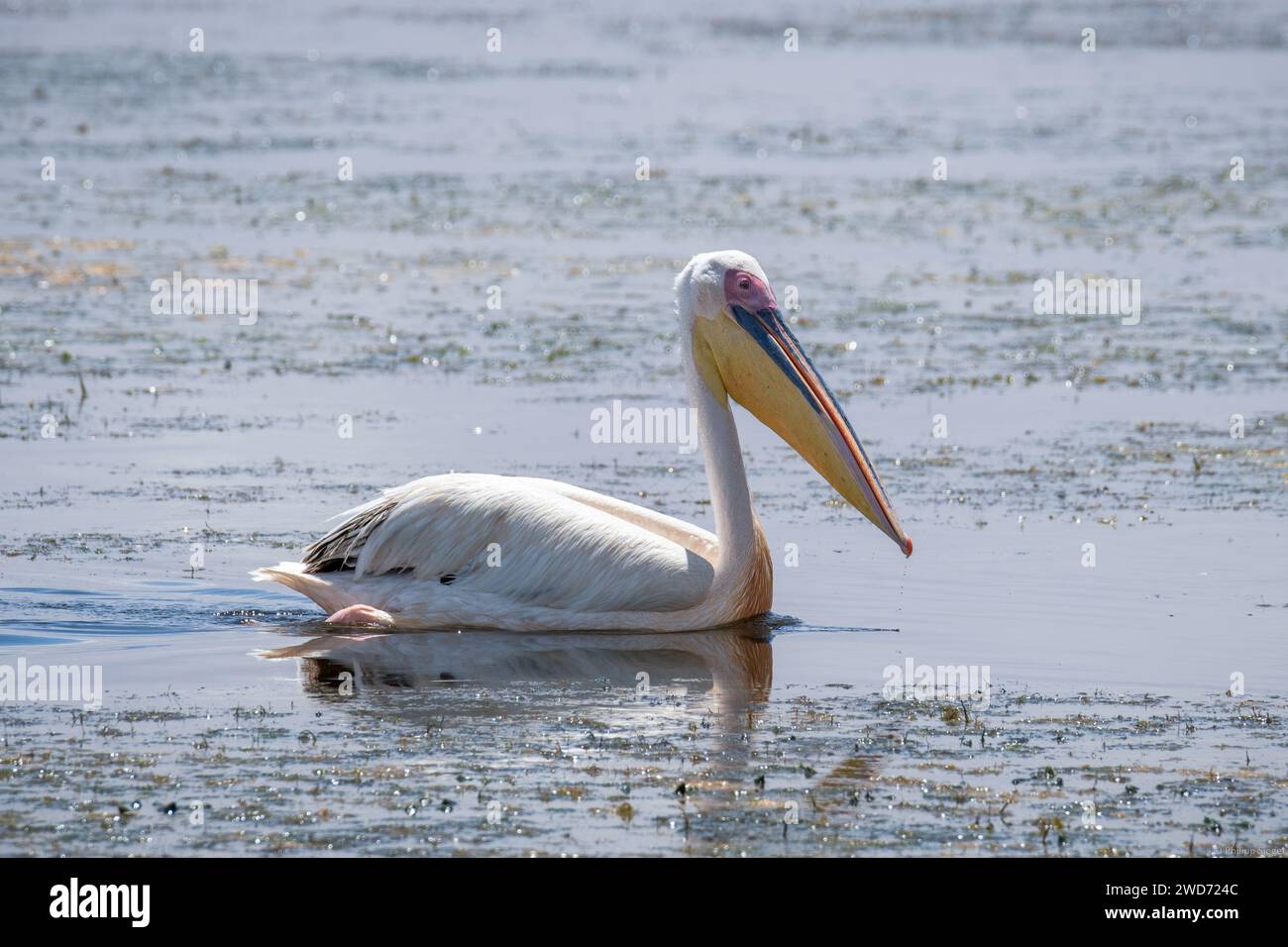 A scenic view of a pelican swimming in shallow water in a safari in ...