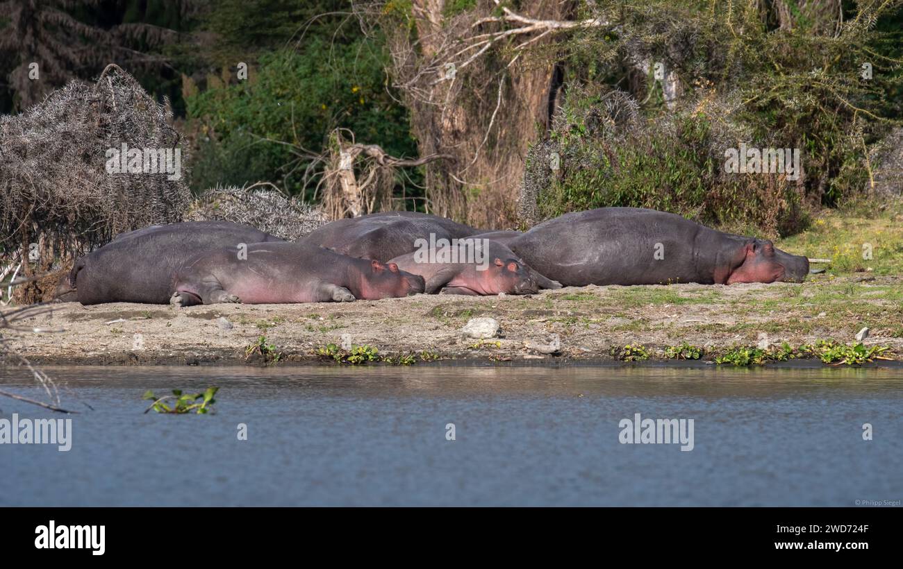 A scenic view of hippos in safari in Kenya Stock Photo - Alamy