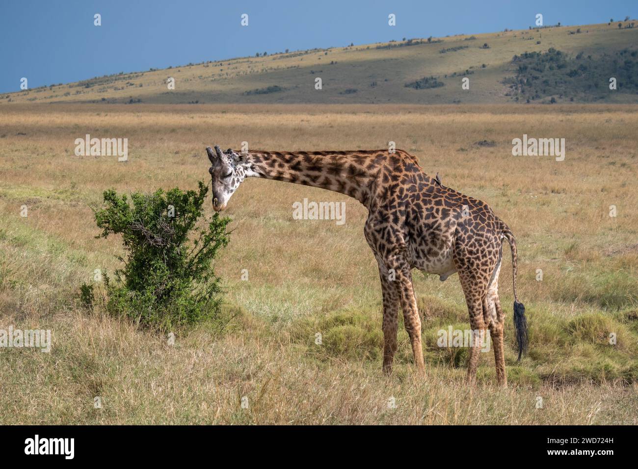 Giraffe scenic view hi-res stock photography and images - Alamy
