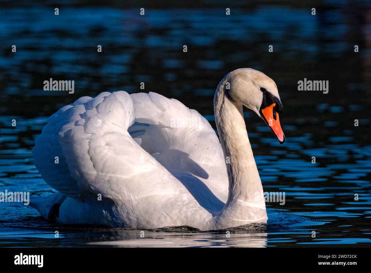 A close-up of an adult mute swan close up, Salt Spring Island, BC ...