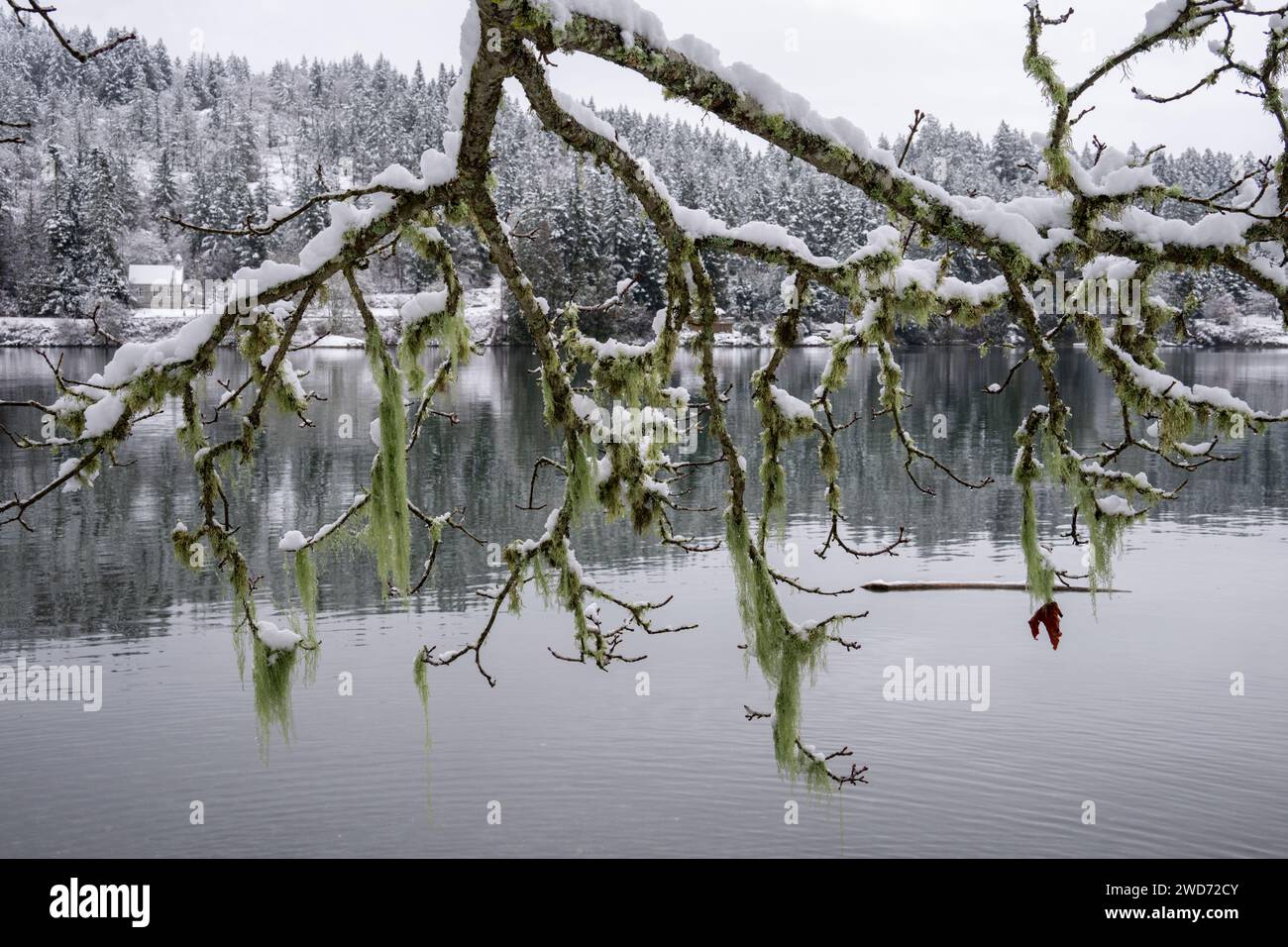 A winter scene with snow and daggling moss Salt Spring Island, BC ...