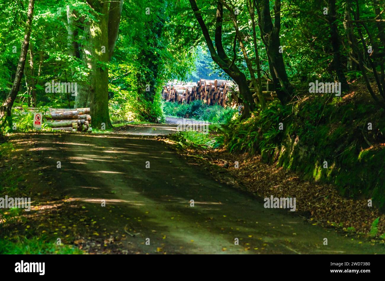 Tollymore County Down Northern Ireland, September 08 2023 - Tollymore ...