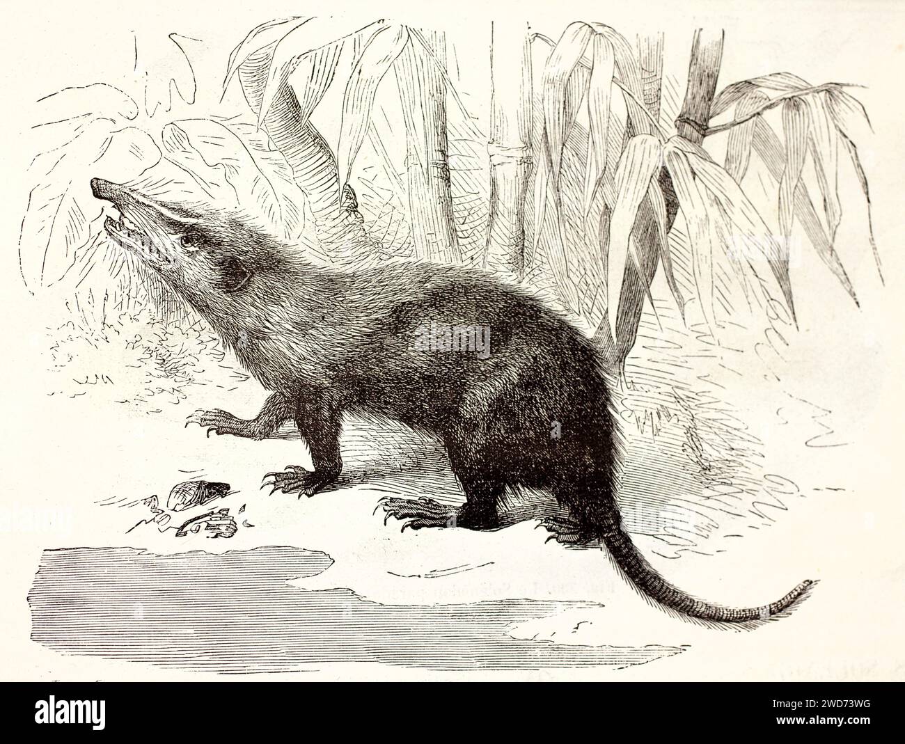 Old engraved illustration of Moonrat. Created by Kertschmer and Schmidt ...
