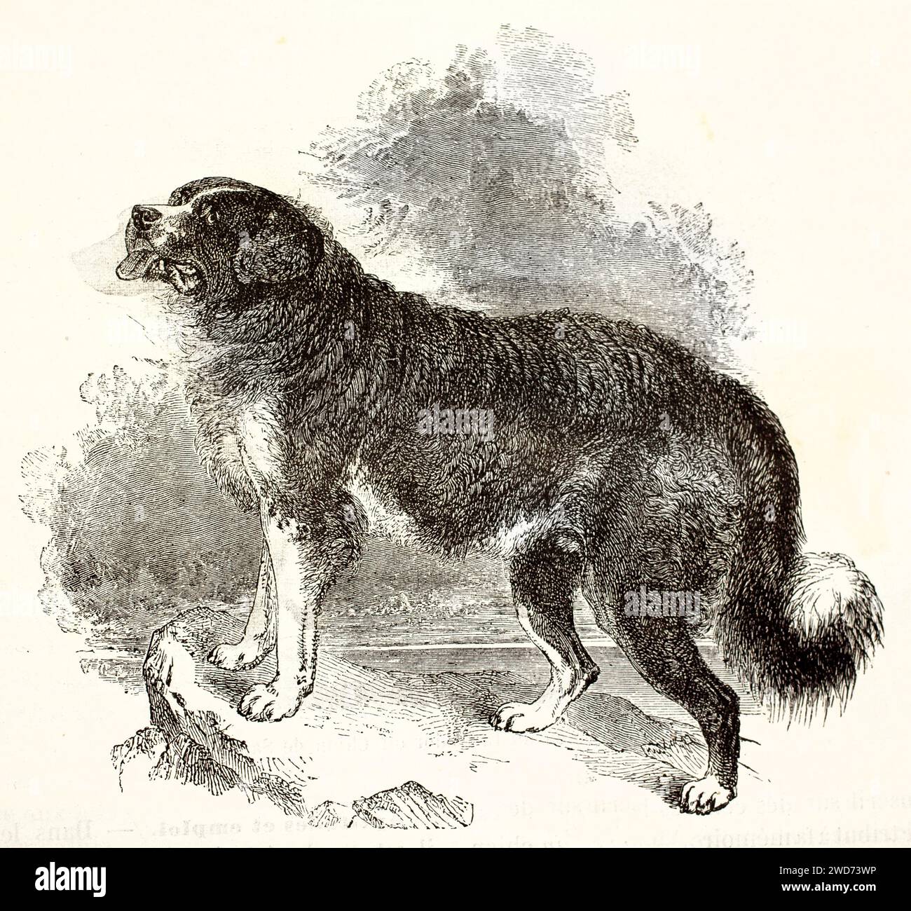 Old engraved illustration of Newfoundland dog. Created by Quartley ...