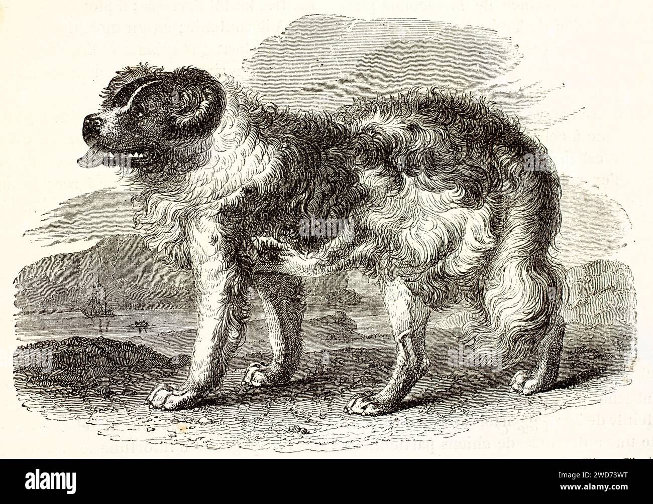 Old engraved illustration of Newfoundland dog. Created by Quartley ...