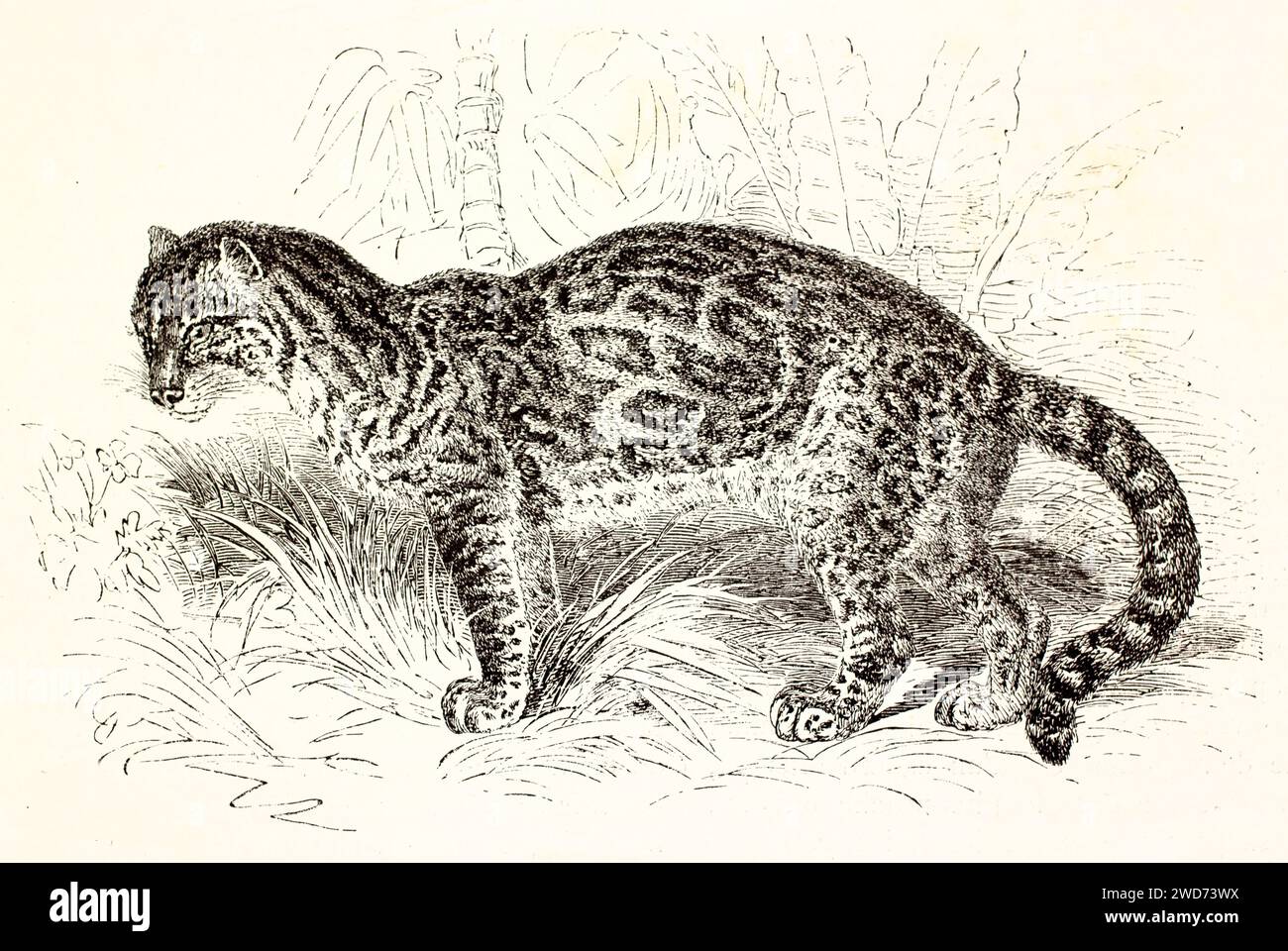 Old engraved illustration of Ocelot, amazonian wild small cat. Created ...