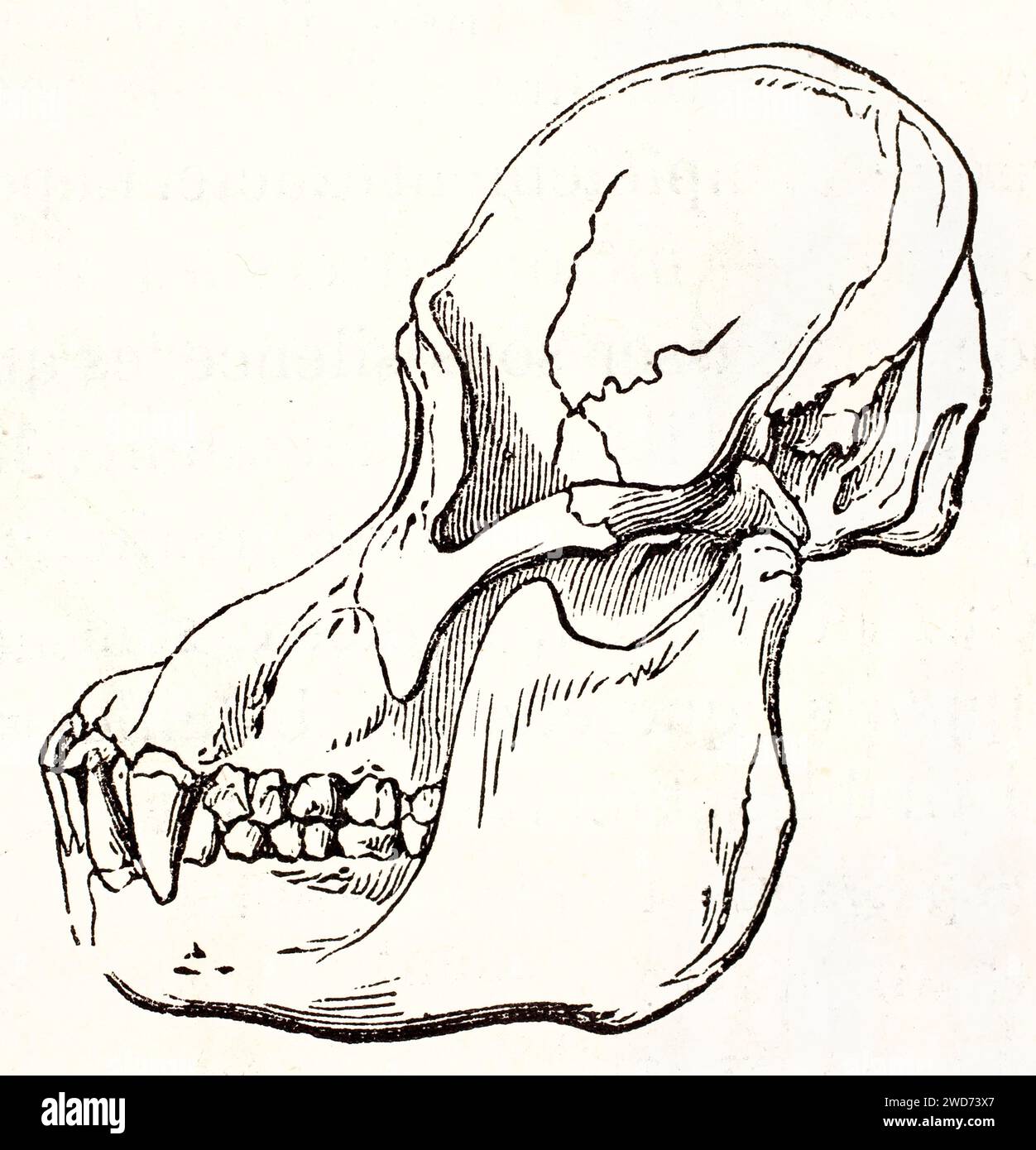 Old illustration of orangutan skull, By unknown author, published on ...