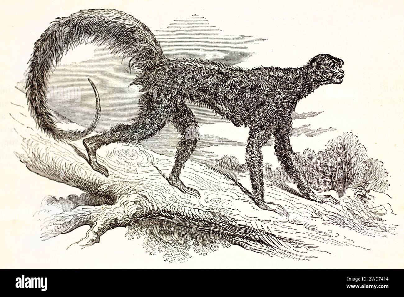 Old engraved illustration of Peruvian Spider monkey. By unknown author ...