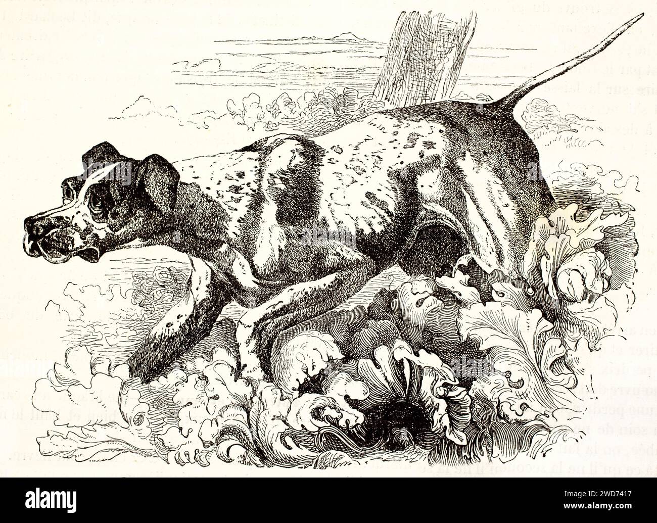 Grundog hi-res stock photography and images - Alamy