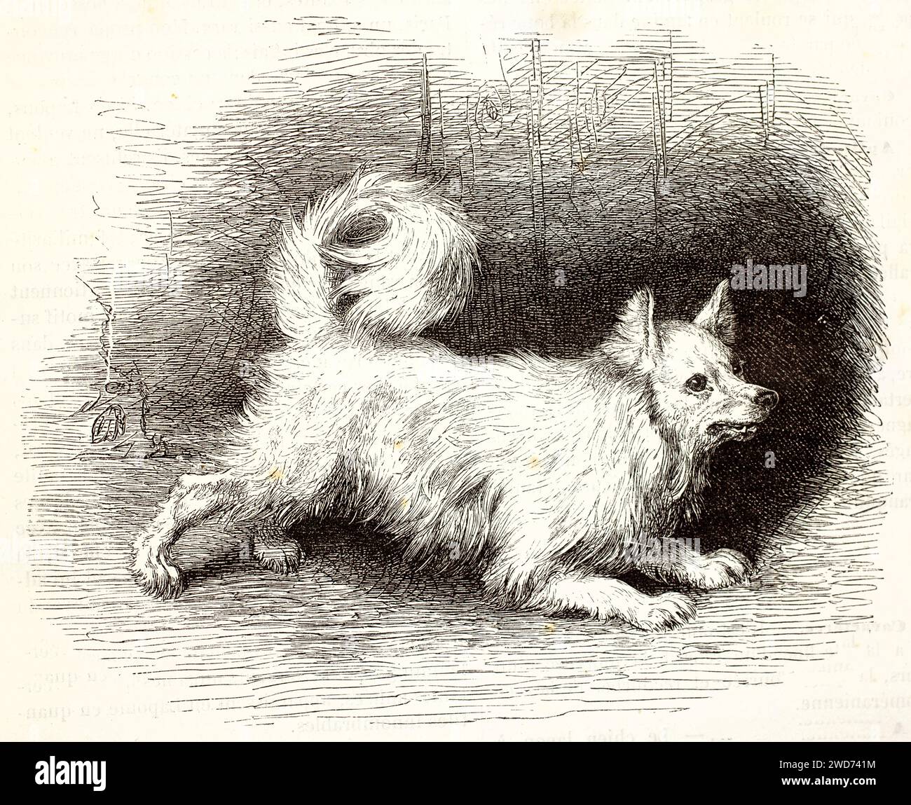 Old engraved illustration of Pomeranian dog. Created by Kertschmer and ...