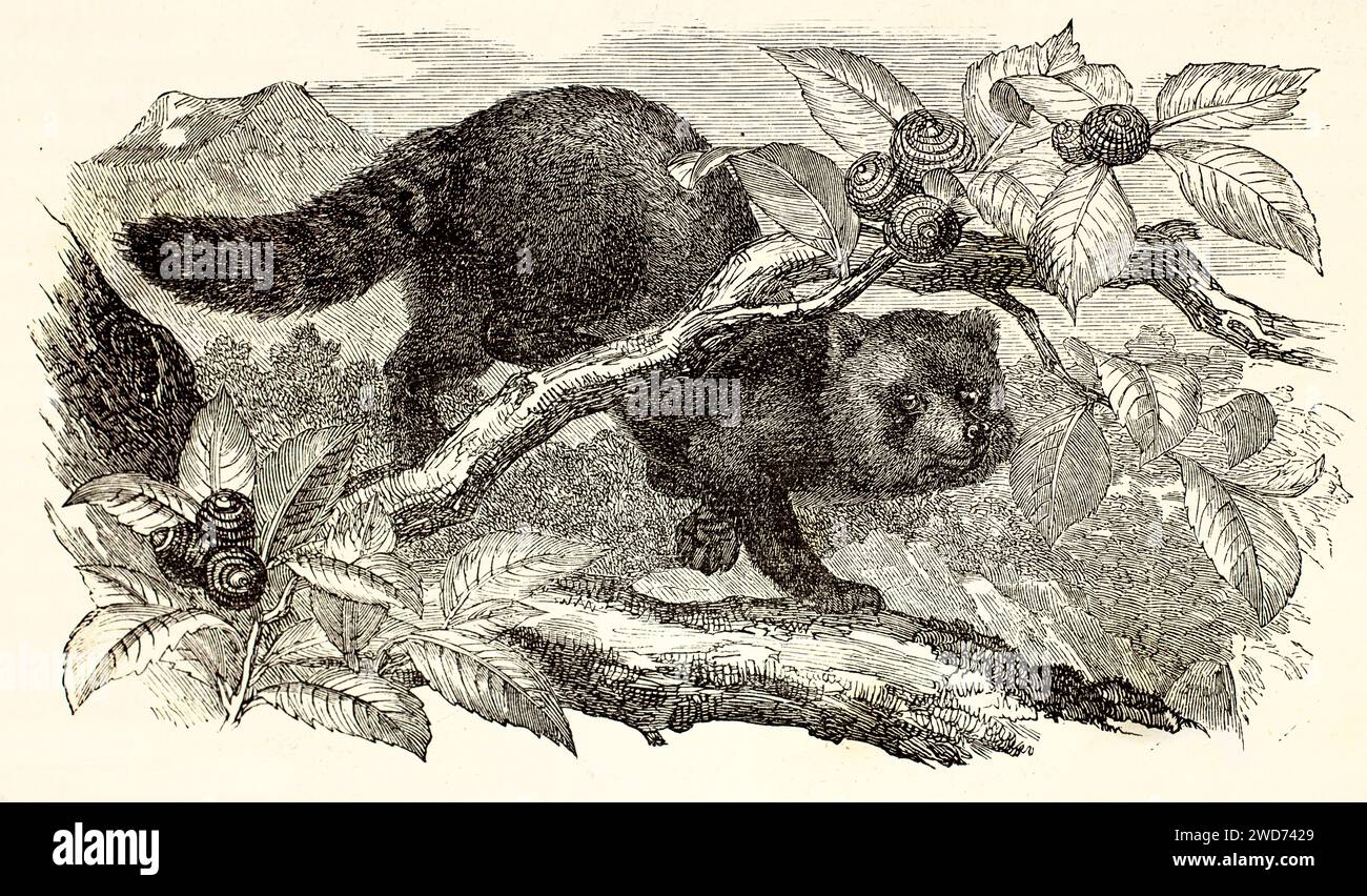 Old engraved illustration of Red Panda on a tree. Creted by Zimmermann ...