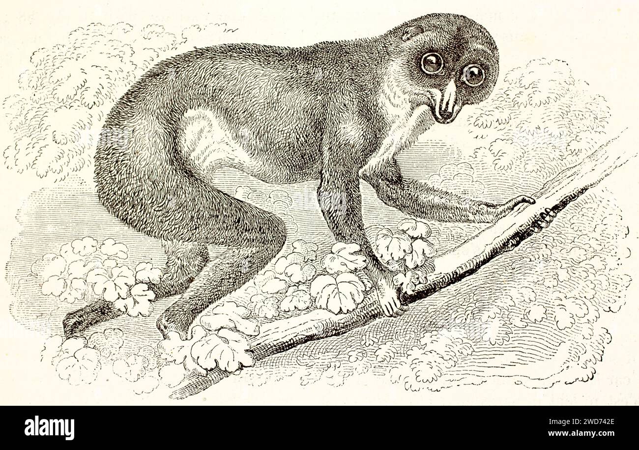 Red slender loris sri lanka hi-res stock photography and images - Alamy