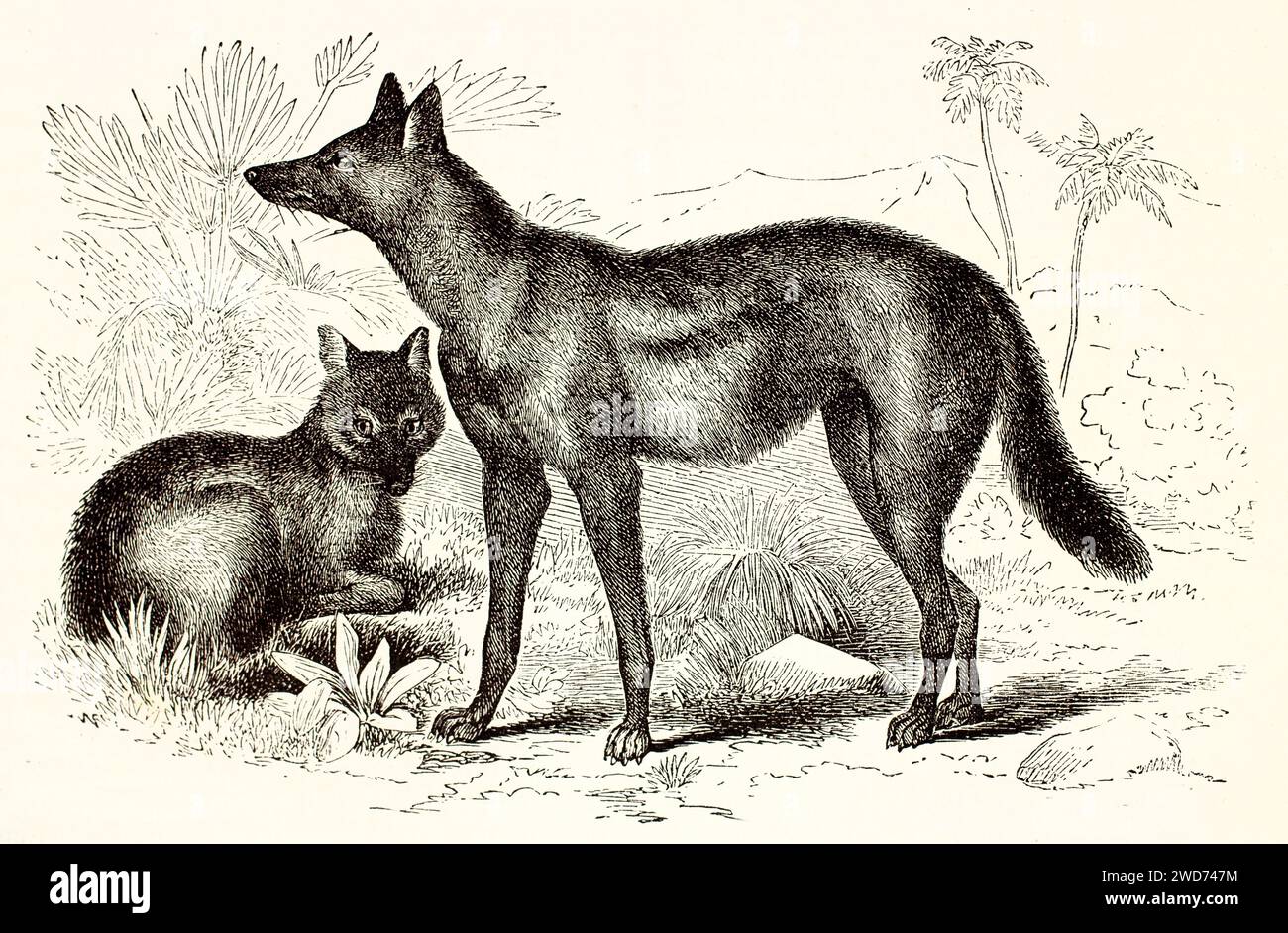 Old engraved illustration of Senegalese Wolf. Created by Zimmermann and ...