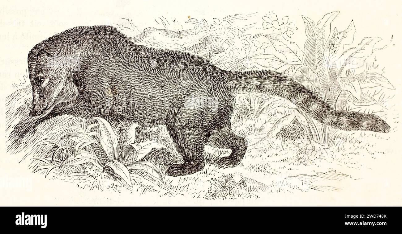 Old engraved illustration of South American Coati, Created by ...