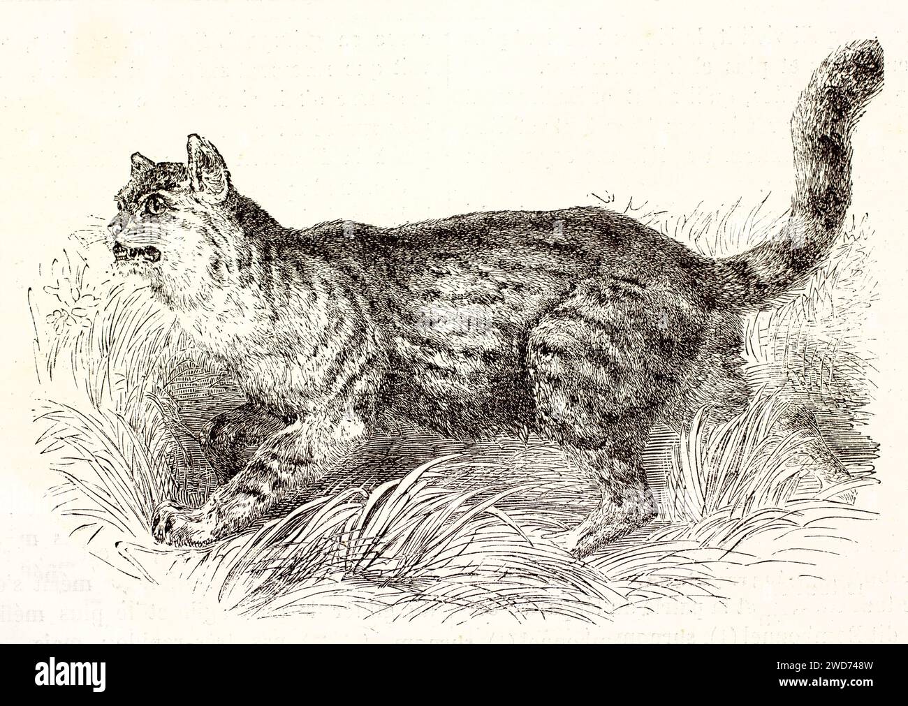 Old engraved illustration of Pampas cat. Created by Bocourt, published ...