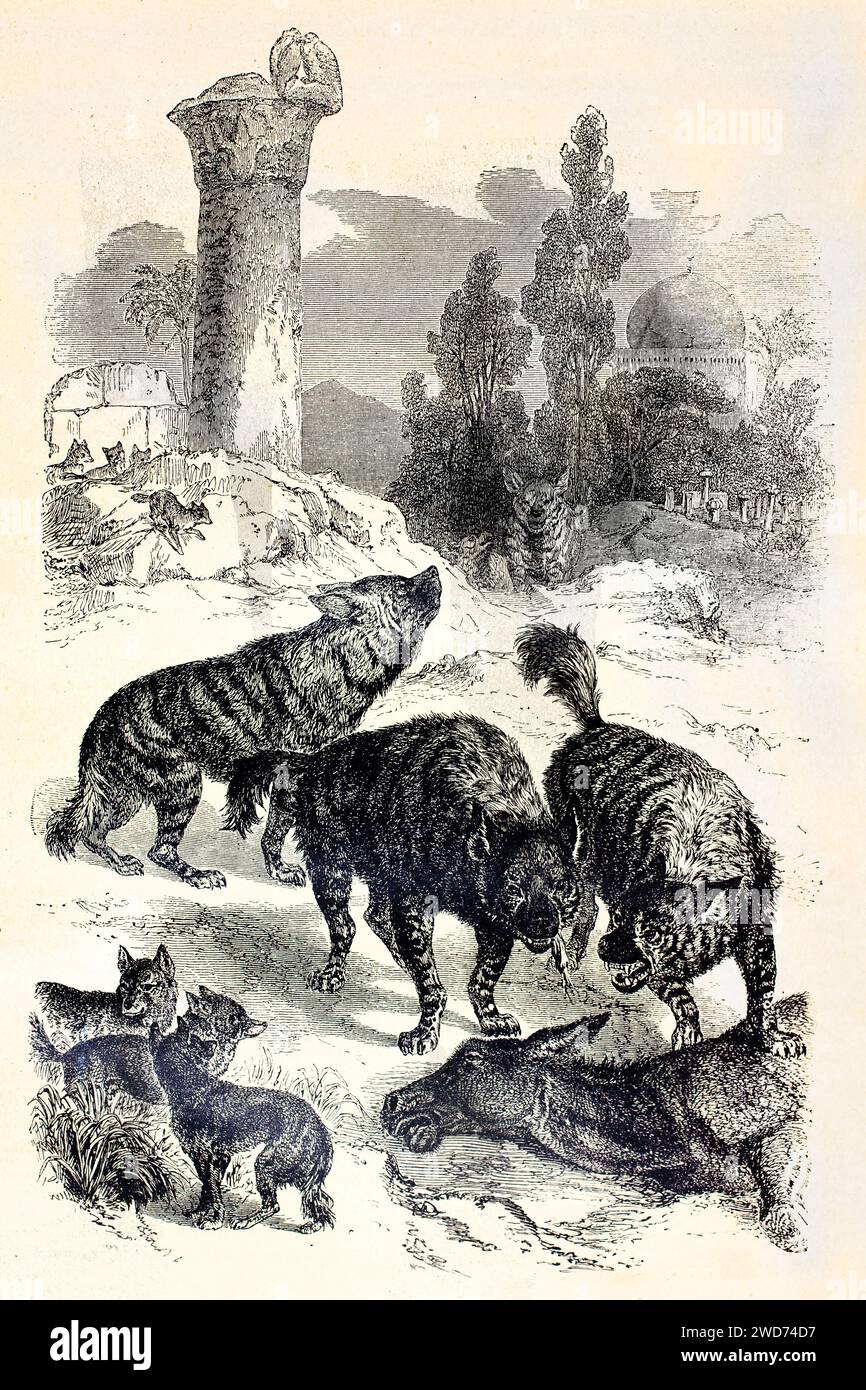 Hyena cub drawing hi-res stock photography and images - Alamy