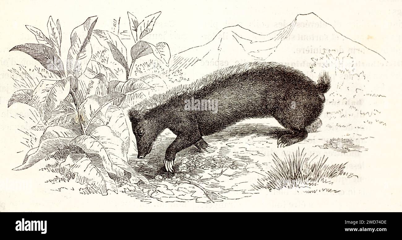 Old engraved illustration fo Sunda Stink Badger. Created by Zimmermann ...