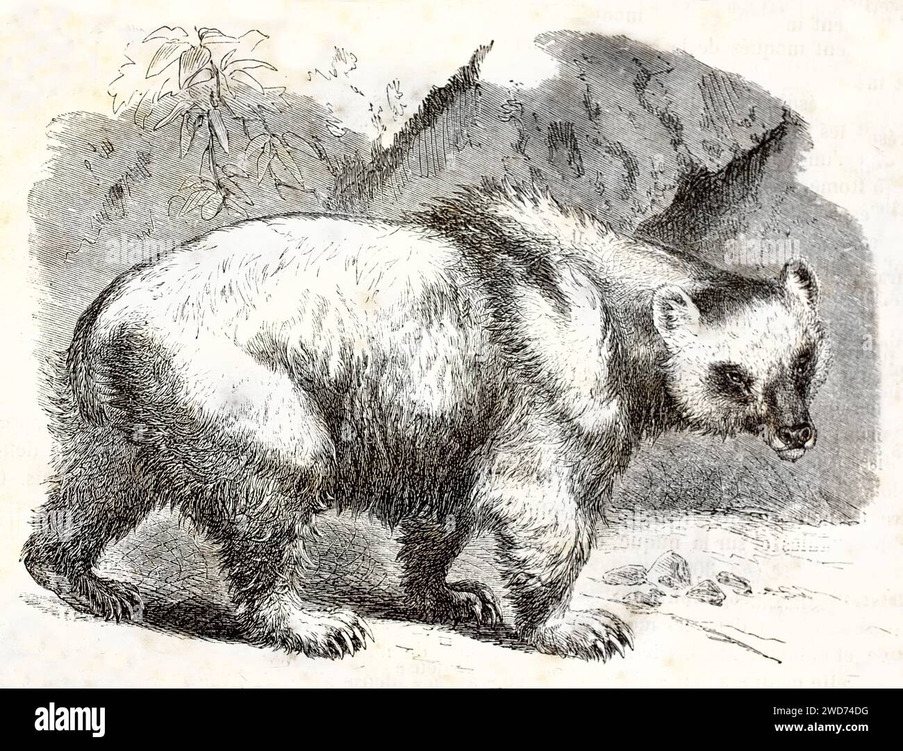 Old engraved illustration of Syrian Brown Bear. Created by Zimmermann ...