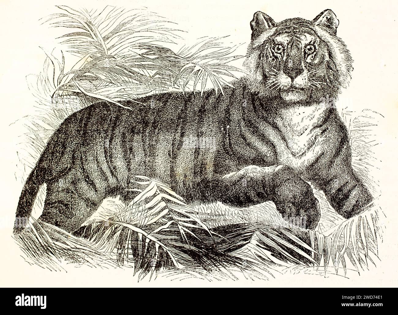 Old engraved illustration of Tiger. By unknown author, published on ...