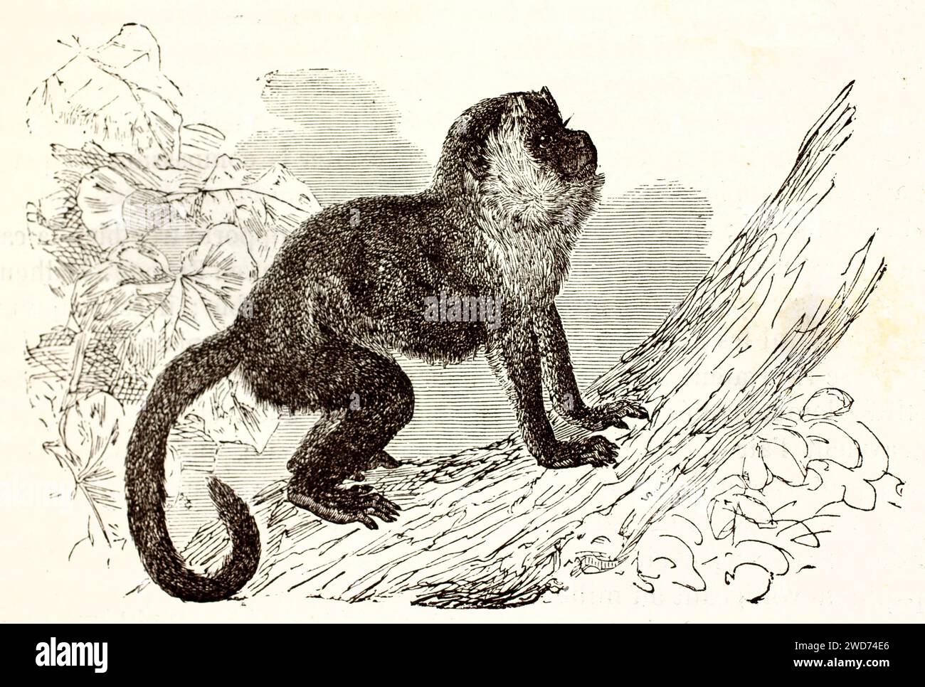 Old illustration of Tufted capuchin (Sapajus apella). By unknown author ...