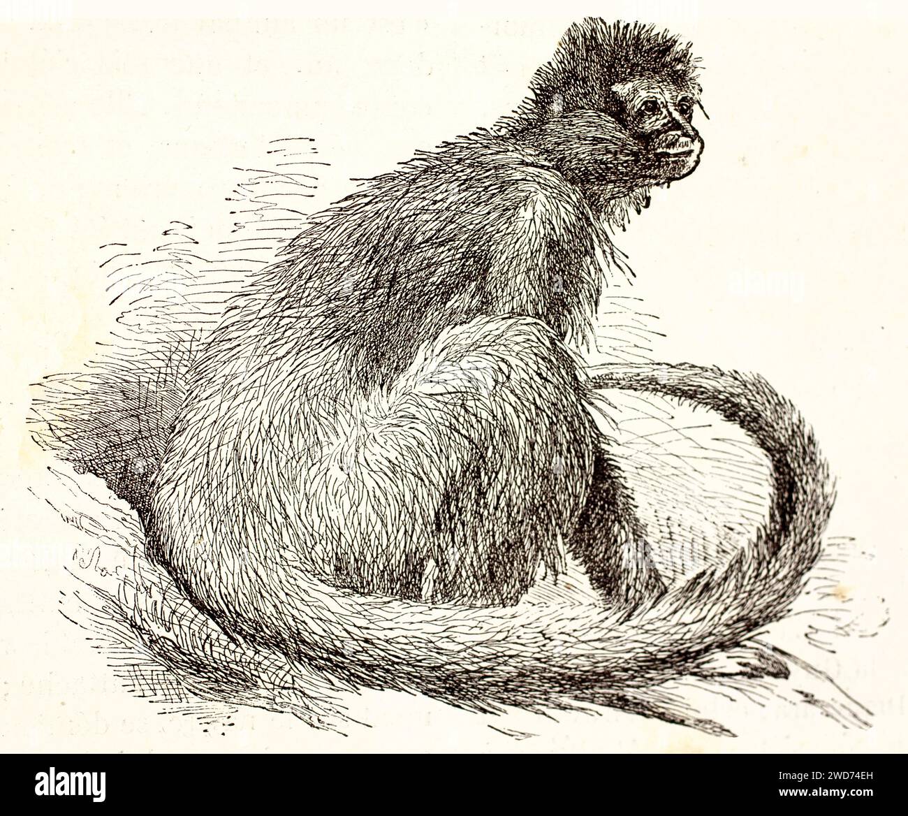 Long haired creature hi-res stock photography and images - Alamy