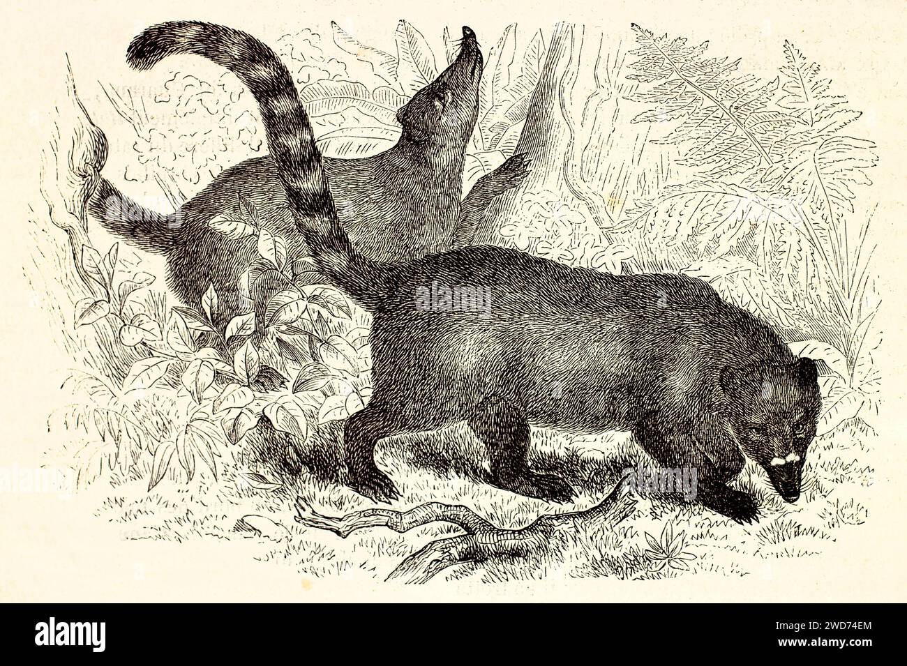 Old engraved illustration of White-nosed Coati, Created by Zimmermann ...