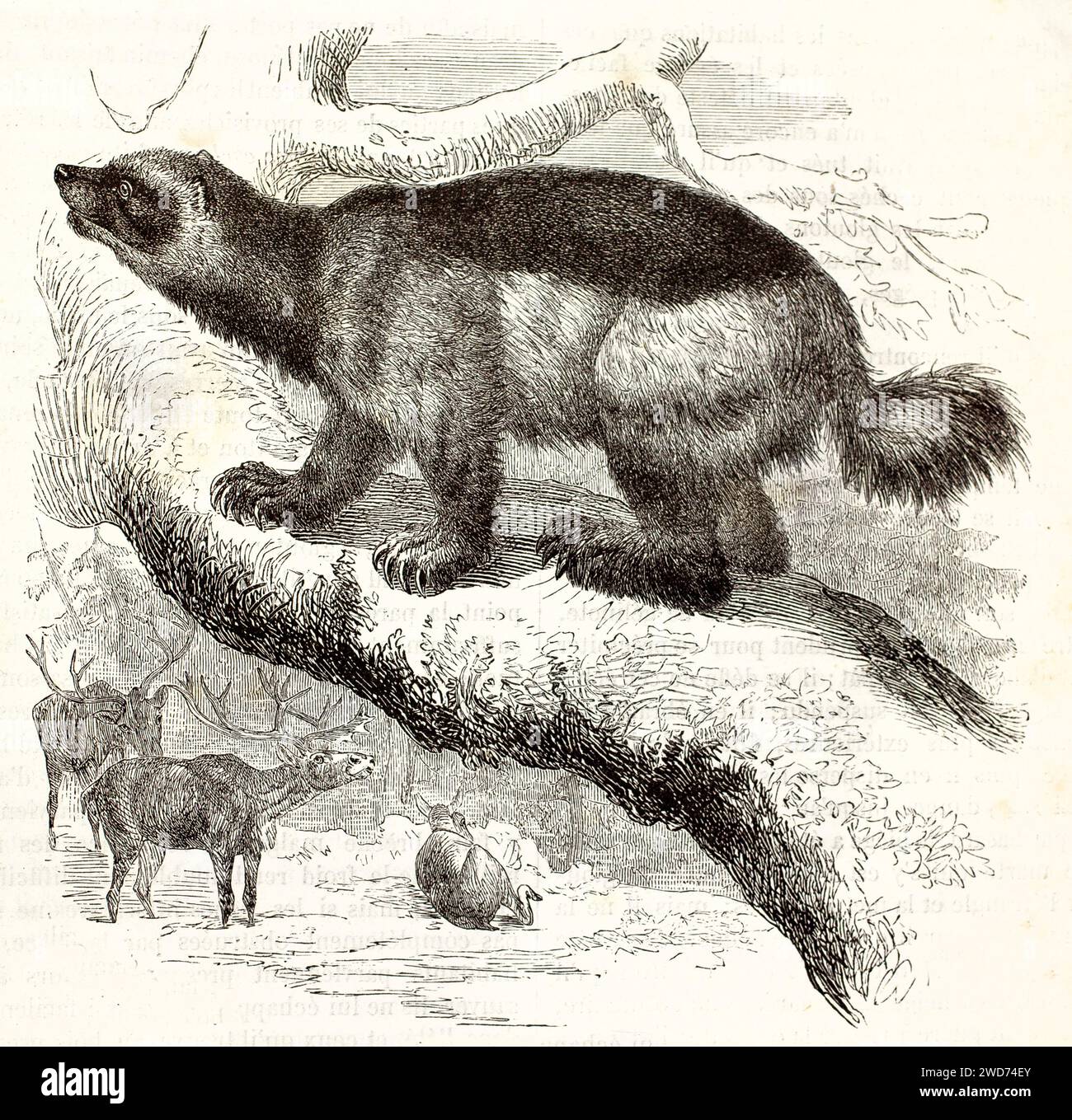 Old engraved illustration of a Wolverine climbing a tree. Created by ...