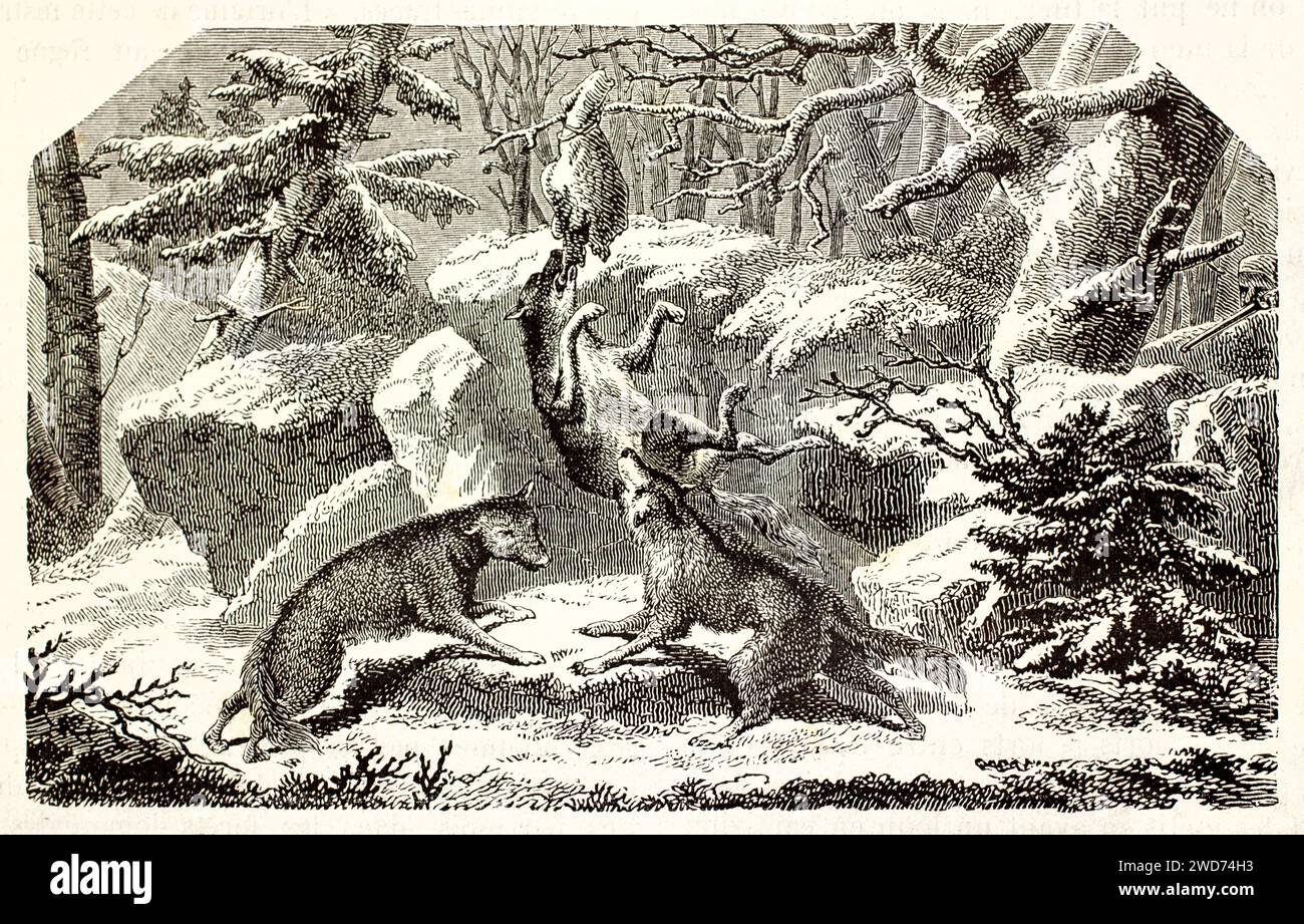 Old illustration depicting wolves baiting bay carron. Created by ...