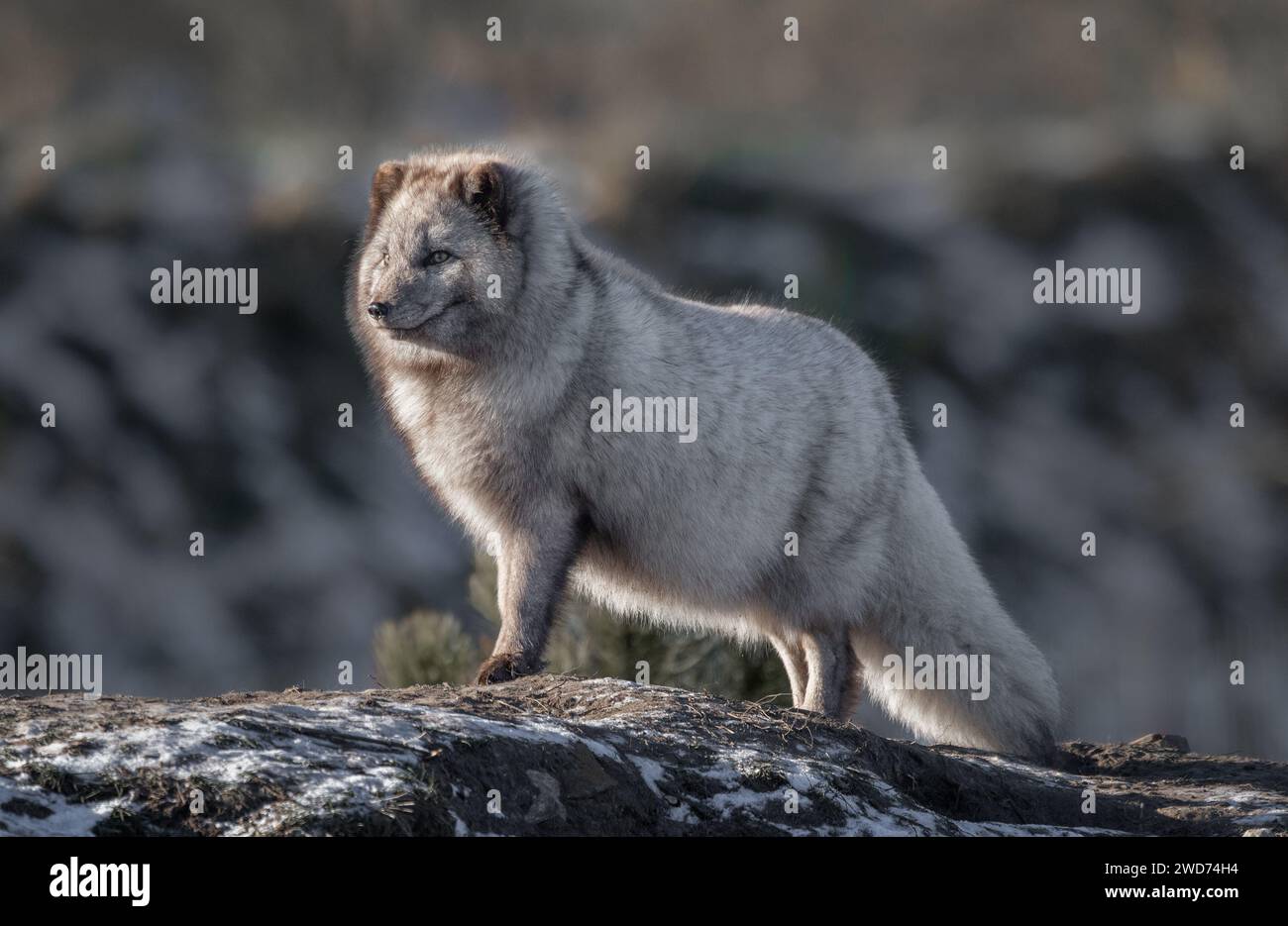 arctic fox stands proudly and alert on a mound. It is beautifully back ...