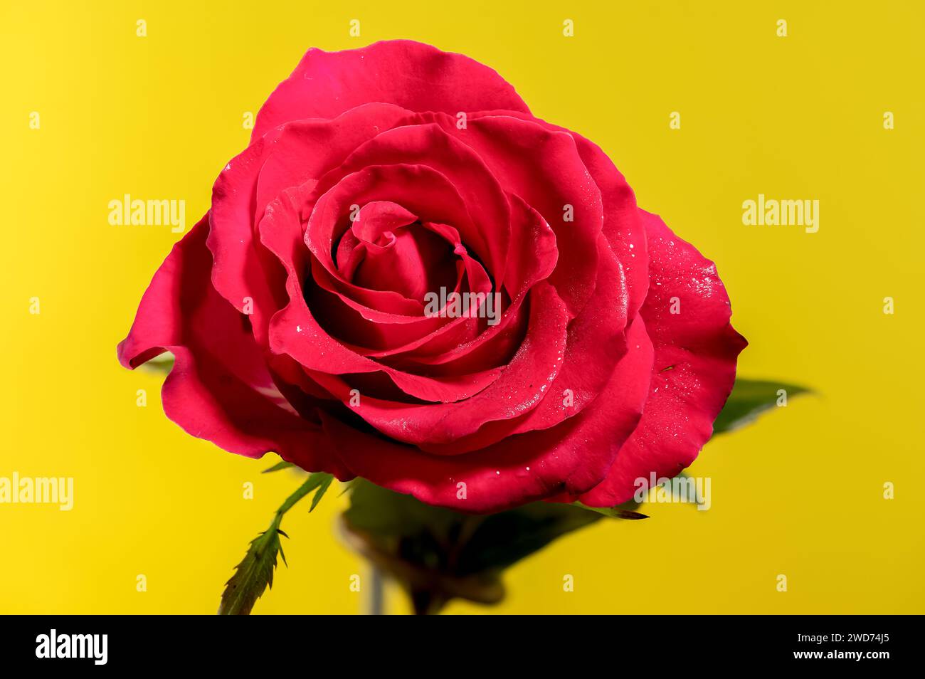 Beautiful red tea rose isolated on yellow background. Flower head close ...