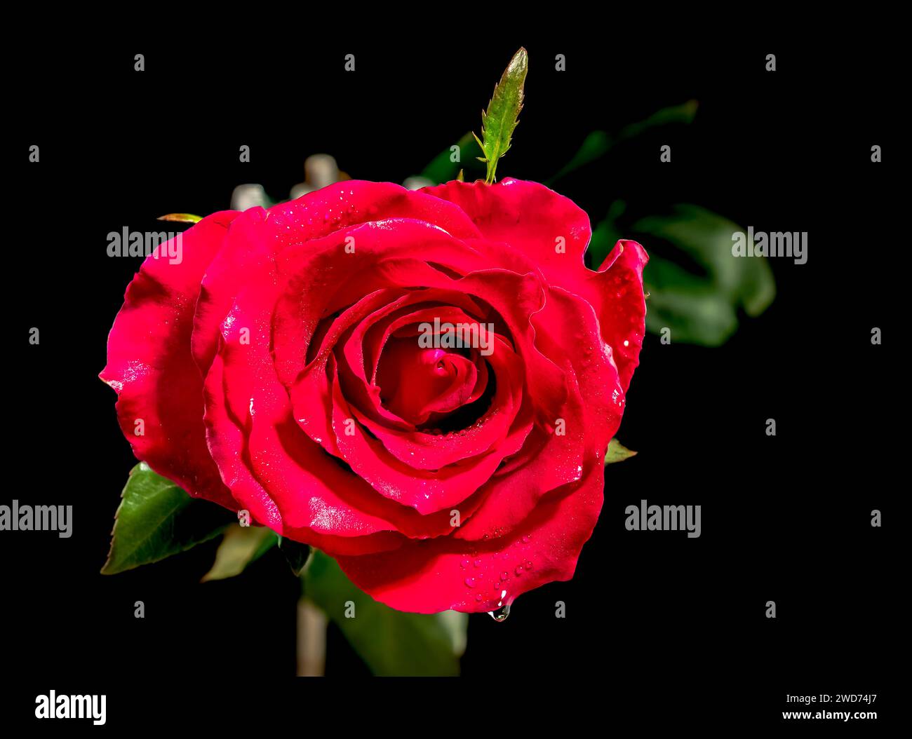 Red tea rose on a black background. Flower head close-up Stock Photo ...