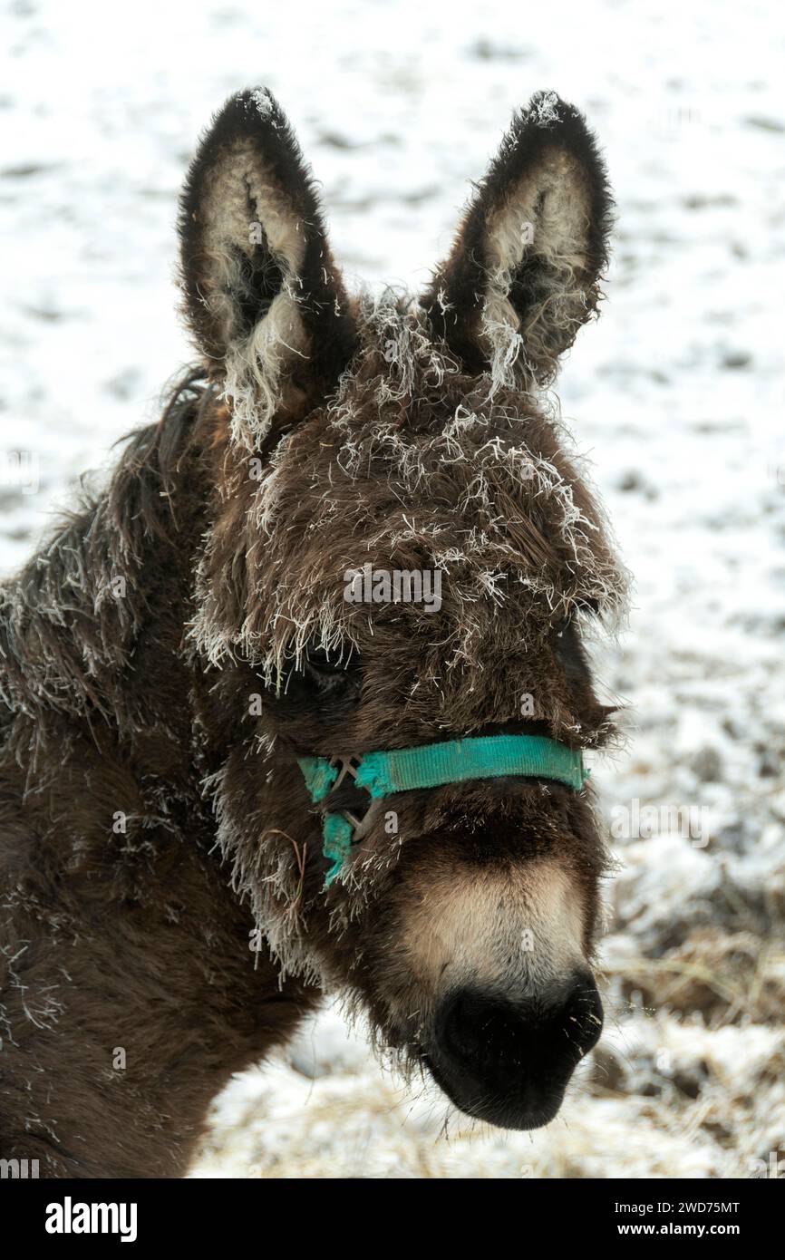 A donkey stands in the snowy field Stock Photo - Alamy