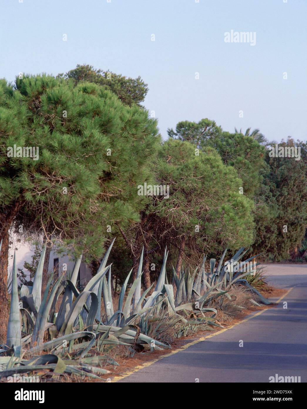 Borde de cactus hi-res stock photography and images - Alamy