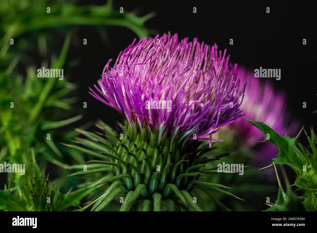 The beauty of the Thistle flower Stock Photo - Alamy