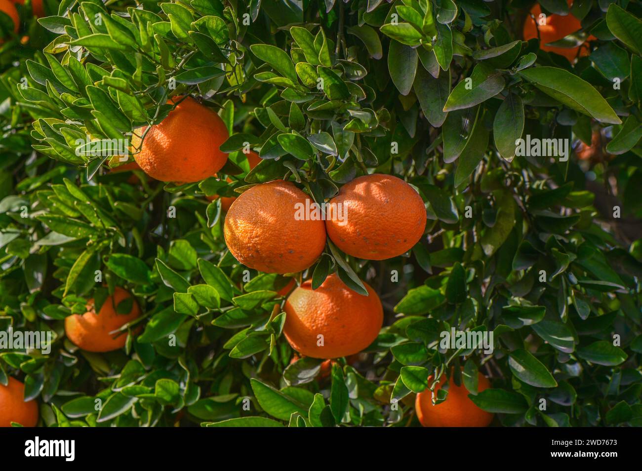 juicy tangerines on a tree branch in the Mediterranean 7 Stock Photo ...