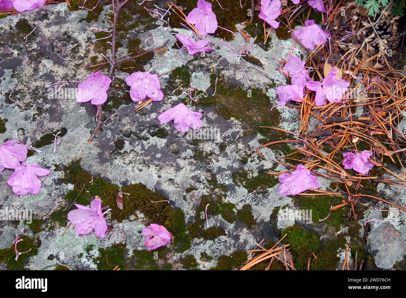 Fallen flowers and rhododendron petals lie on a stone covered with ...