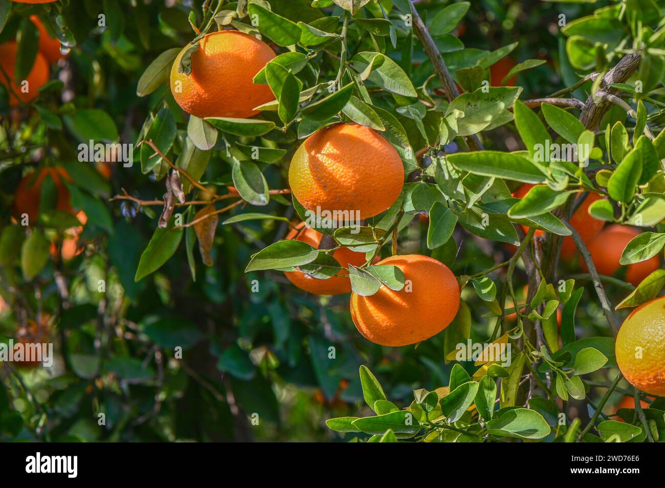 juicy tangerines on a tree branch in the Mediterranean 5 Stock Photo ...