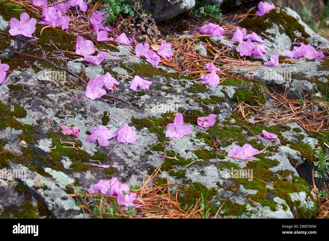 Fallen flowers and rhododendron petals lie on a stone covered with ...