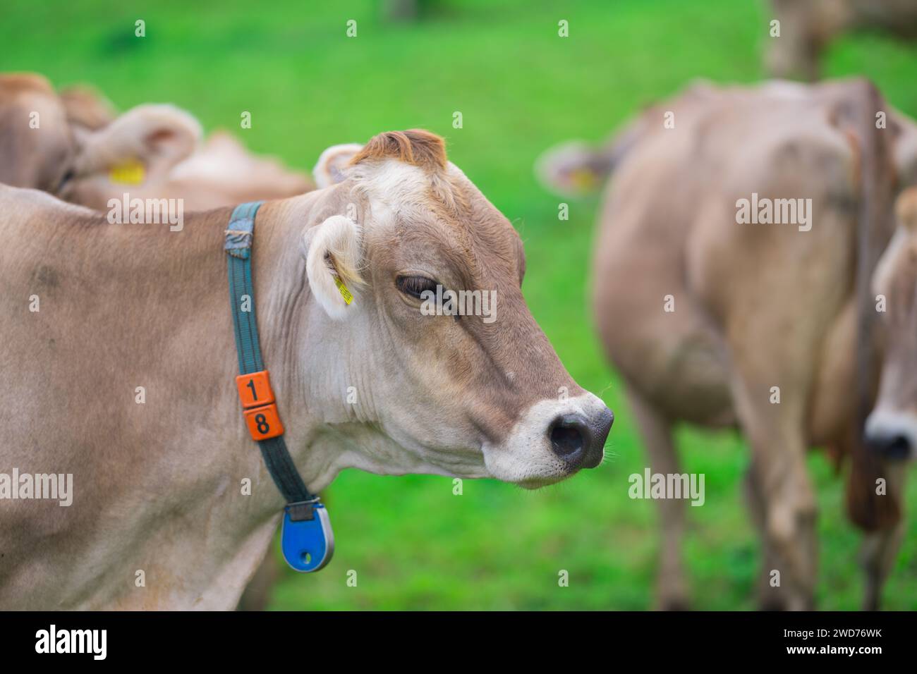 Cow on lawn. Cow grazing on green meadow. Holstein cow. Eco farming ...