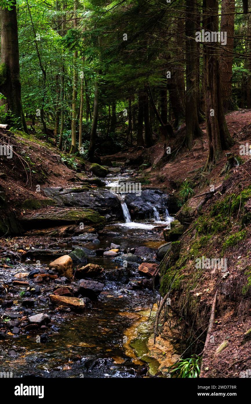 Serene forest stream flowing through hi-res stock photography and ...
