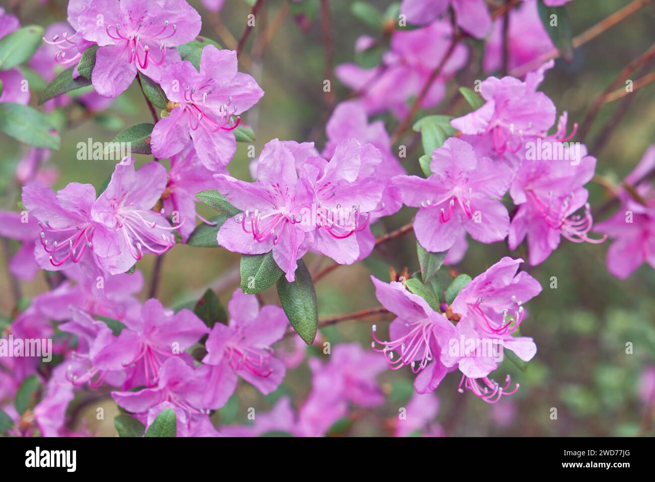 Rhododendron dauricum bushes with flowers (popular names bagulnik ...