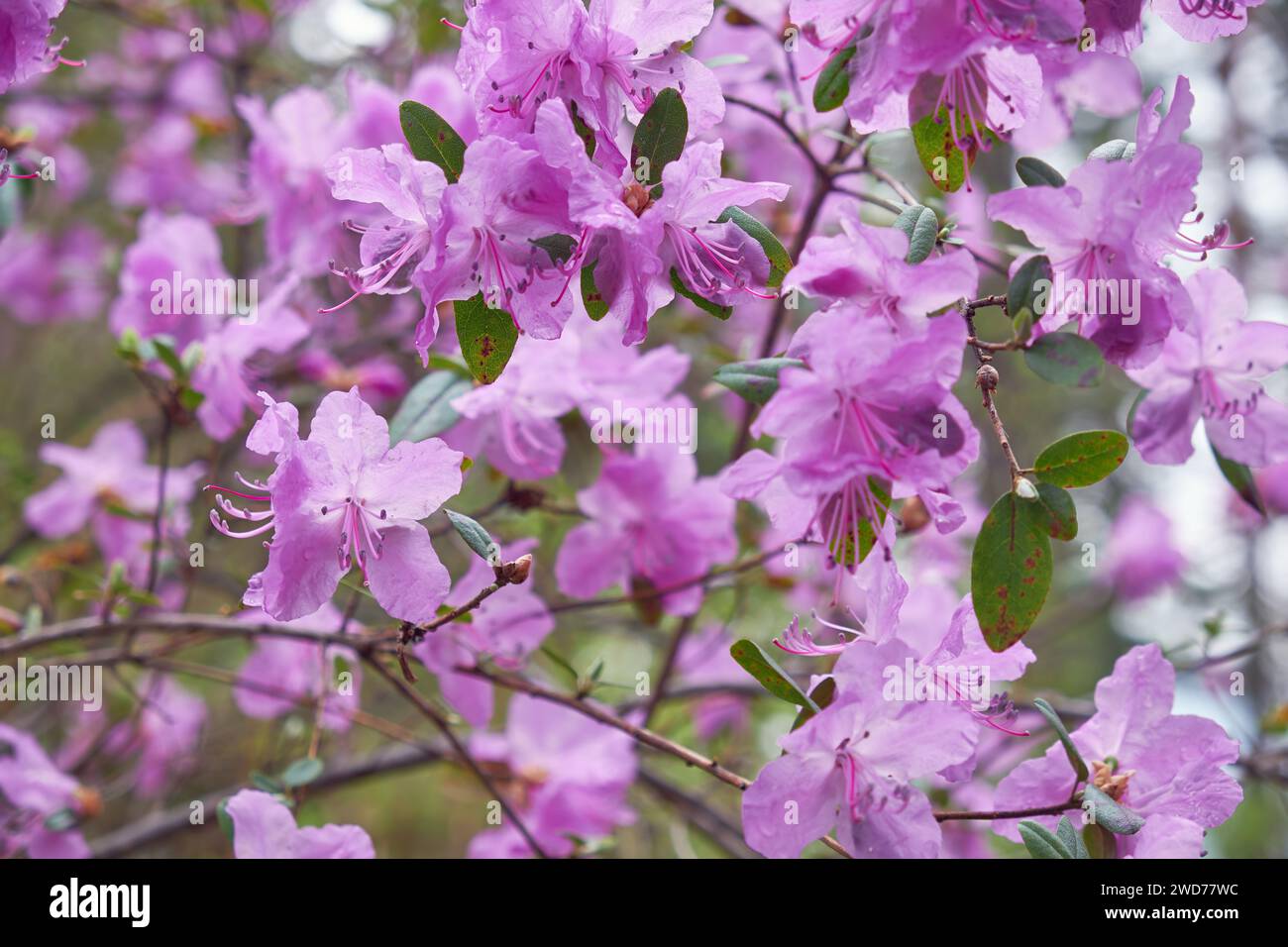 Rhododendron dauricum bushes with flowers (popular names bagulnik ...